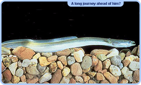 JVJ.com - JV's Journal